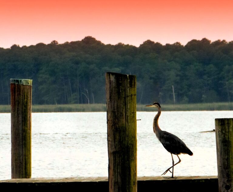 Visit Kent Narrows, MD: Chesapeake Bay’s Hidden Gem - Better Living