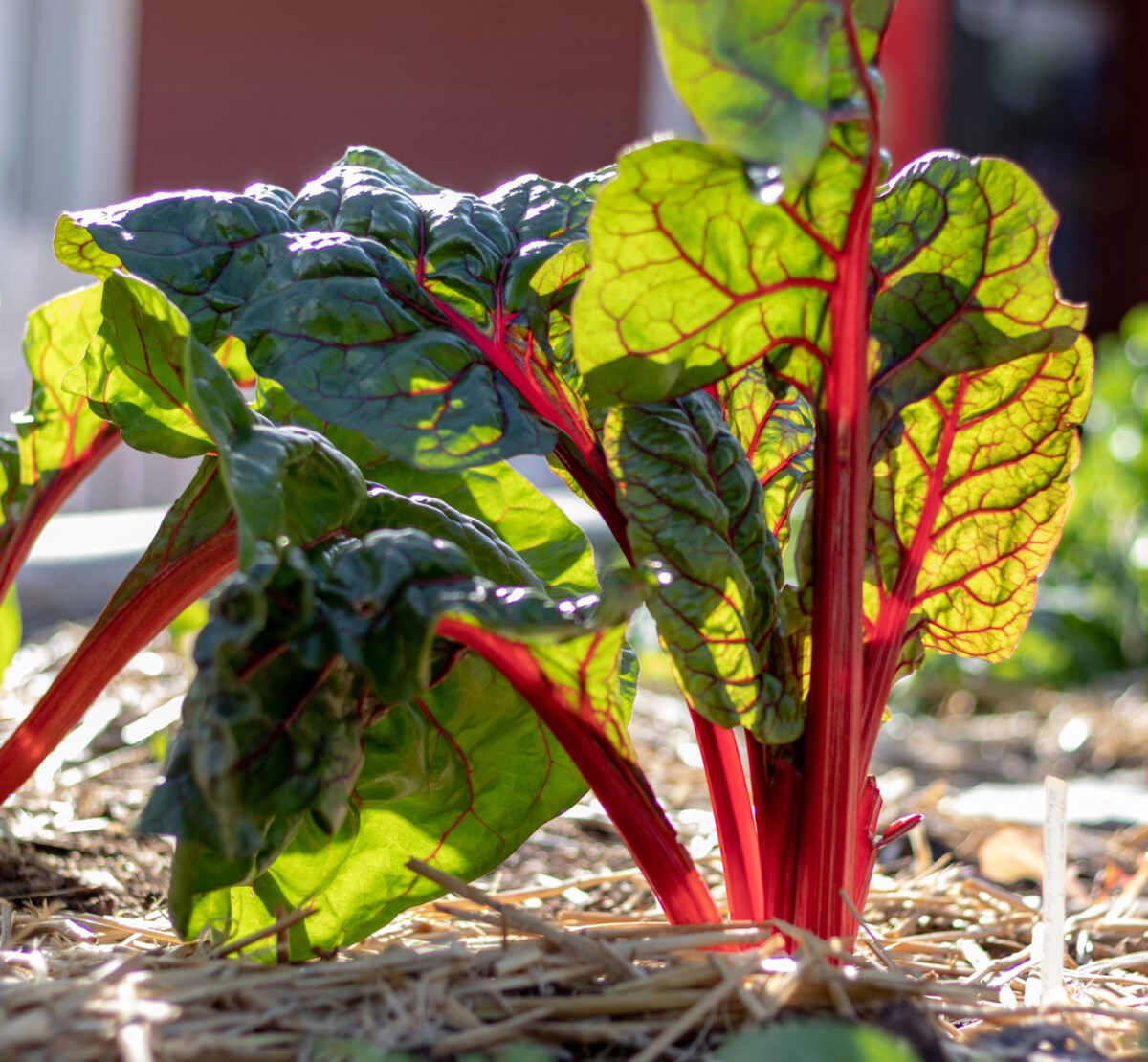 9 Must-Have Herbs for Cleansing the Body - Better Living